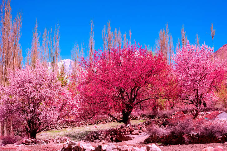 Pink trees Jigsaw Puzzle (Plants, Trees) | Puzzle Garage