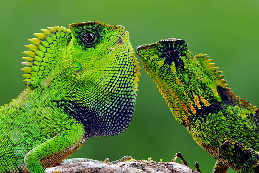 Legend FM Listen Live - Suva, Fiji | Online Radio Box