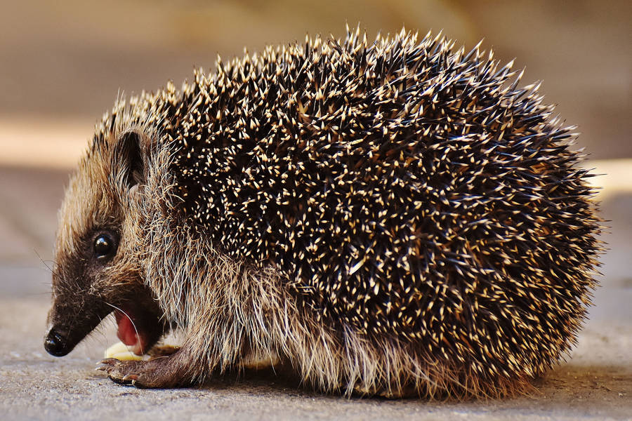 103-9 The Pig KPGG-FM Listen Live - Texarkana, United States | Online ...