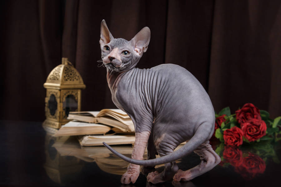 99.1 KXKC Listen Live - Lafayette, United States | Online Radio Box